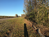 Erosion Control Logs & Wattles - Weed Free, Wood Mulch | EcoWattle